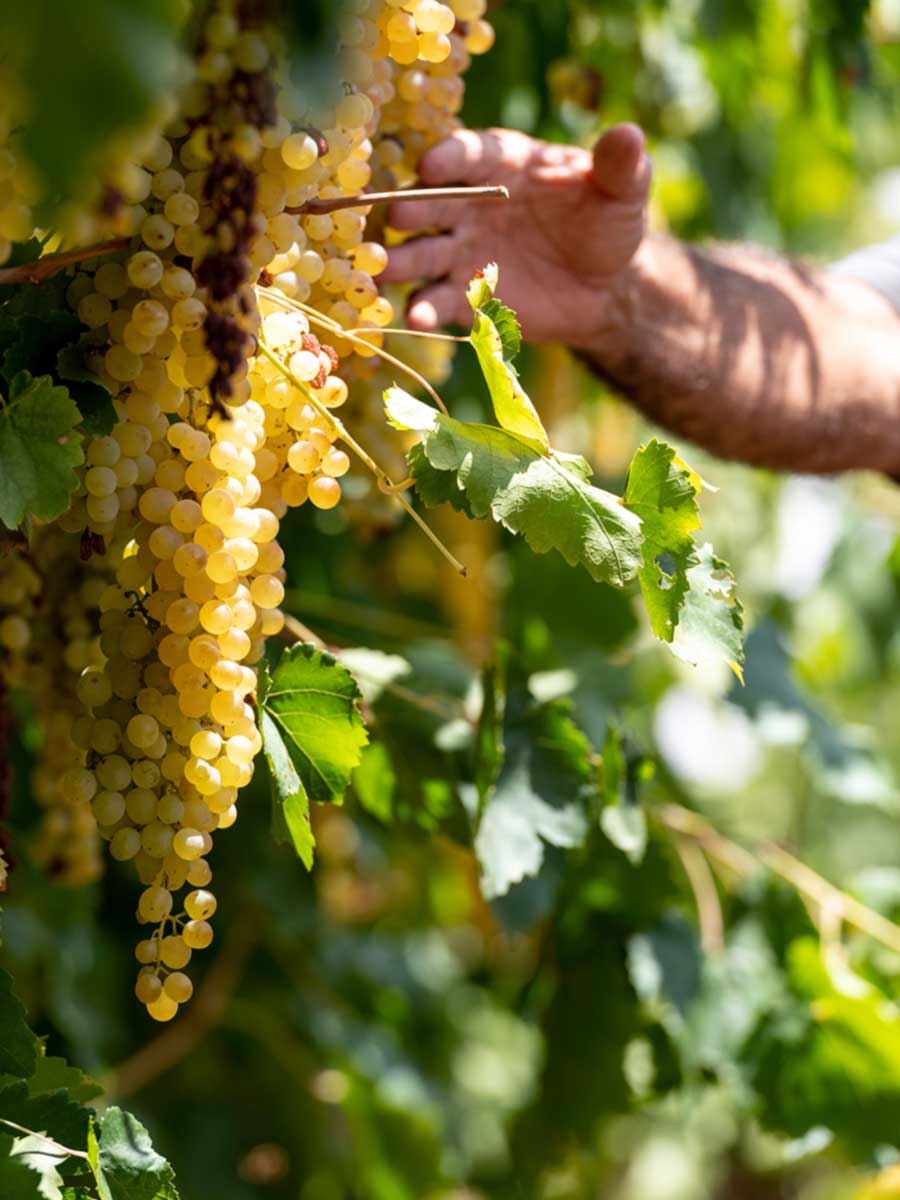 Gamme de raisins secs - Raisins Secs d'Afrique du Sud